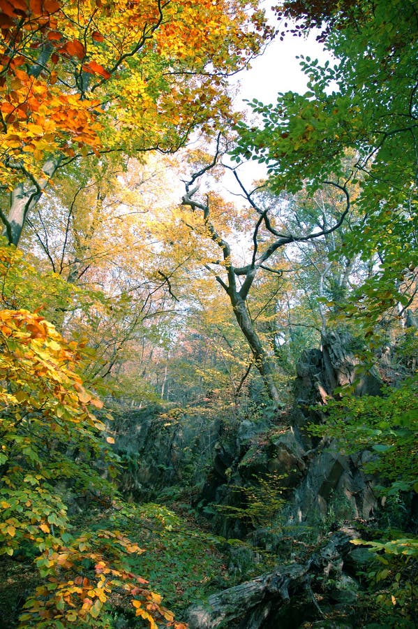 Forest colours stock photo. Image of color, forest, leaves - 2464654