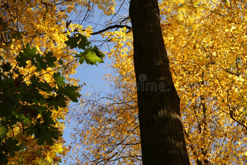 Forest colours in fall stock photo. Image of fall, autumn - 176527374