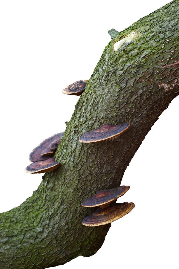 The Forest Comes To Life in Early Spring Stock Image - Image of nature ...