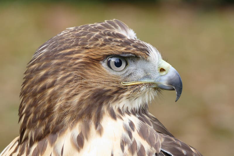 Buzzard portrait stock photo. Image of hawk, feather - 25775886