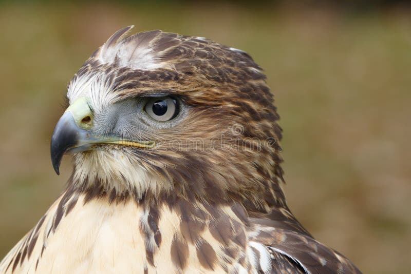 Forest (common) Buzzard Portrait Stock Photo - Image of hunter, head ...