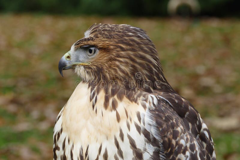 Forest (common) Buzzard Portrait Stock Image - Image of detail, bird ...