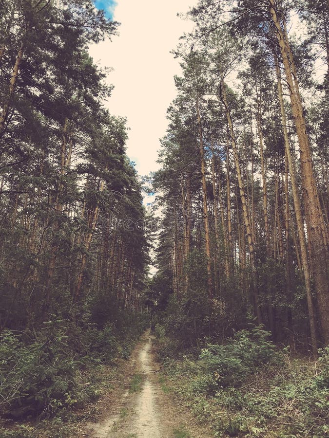 A Forest is a Complex Ecological System in Which Trees are the Dominant ...