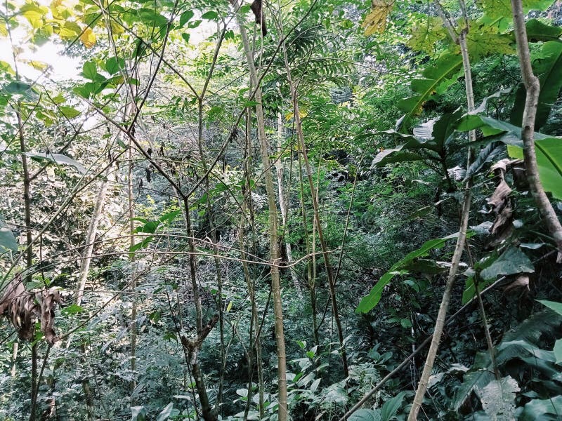 A Forest is a Complex Ecosystem Dominated by Trees, Forming a Dense and ...