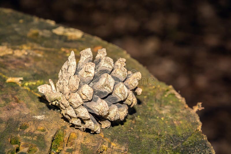 Forest Cone. Detailed View of a Forest Cone Stock Image - Image of ...