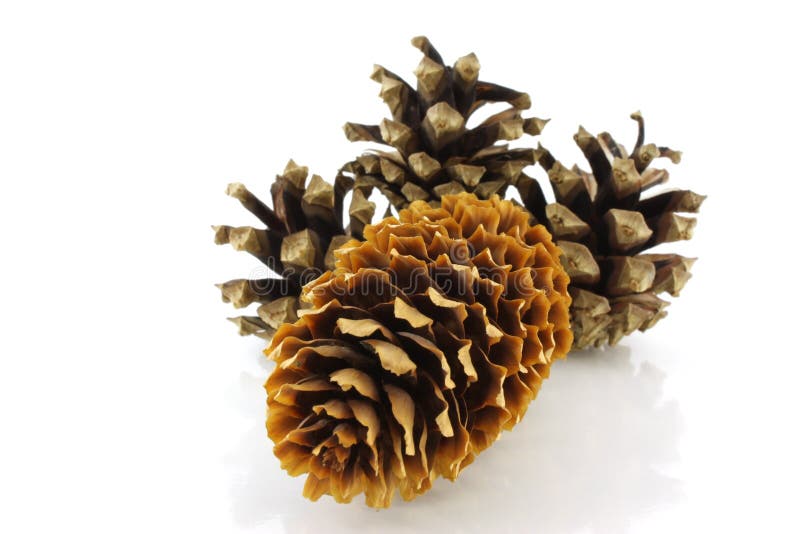 Forest cones stock image. Image of single, object, thorn - 14691893