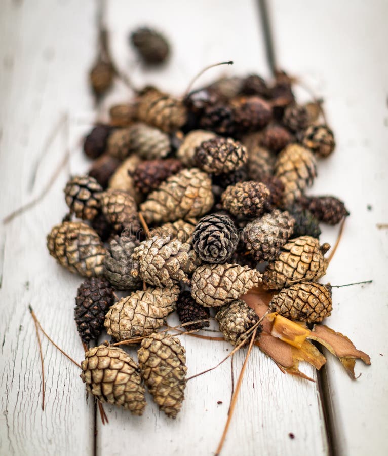 Forest Cones on the Wooden Background. Top View Stock Photo - Image of ...