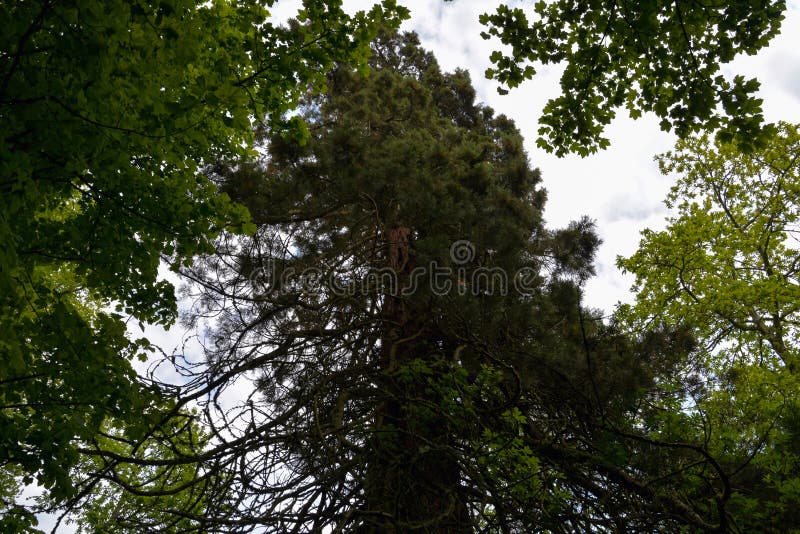 Forest Coniferous Tree with a Thick Trunk with Twisted Branches with ...