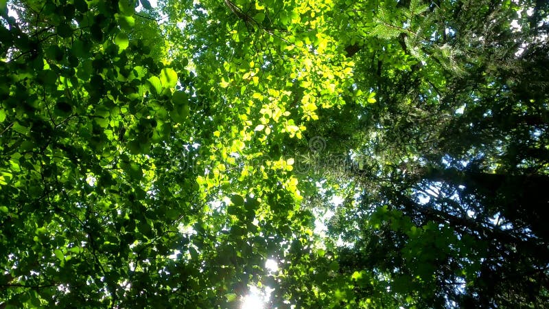 Forest with Coniferous Trees in Summer in Sunny Nature with Big Trees ... Forest with Coniferous Trees in Summer in Sunny Nature with Big Trees ...