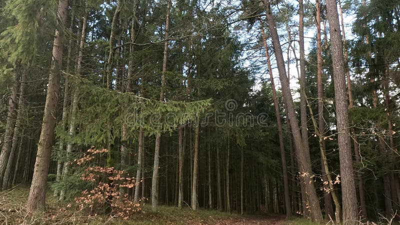 Forest with Coniferous Trees and Sunlight in Heavy Clouds Stock Footage ... Forest with Coniferous Trees and Sunlight in Heavy Clouds Stock Footage ...