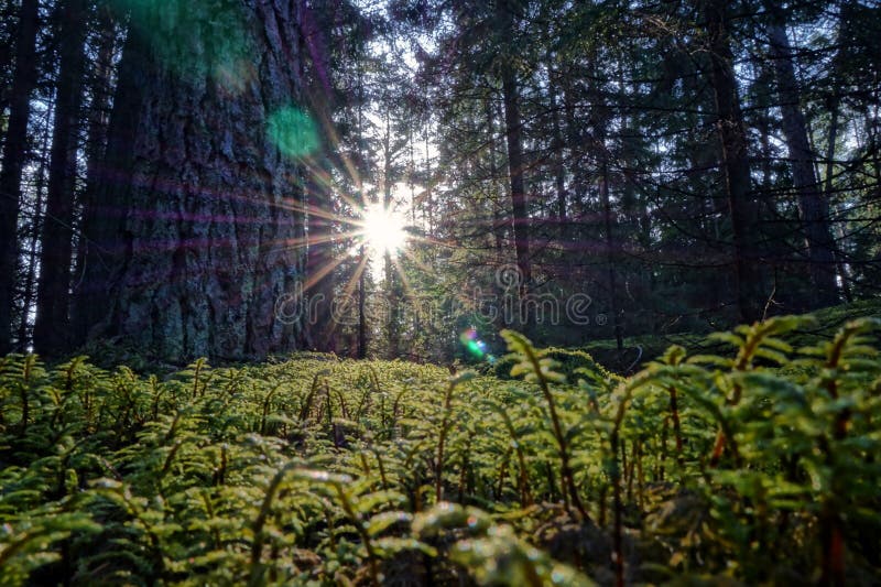 Forest Conifers Sun Beam Rays through Trees Low Moss Green Colors Stock ...