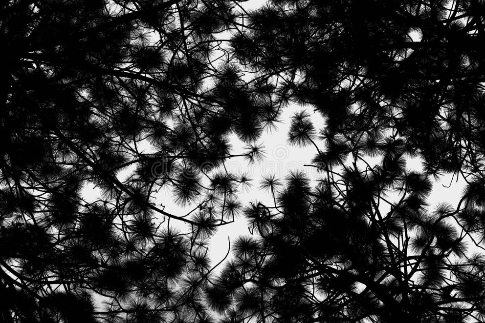 Forest contrast stock image. Image of natural, abstract - 94468917