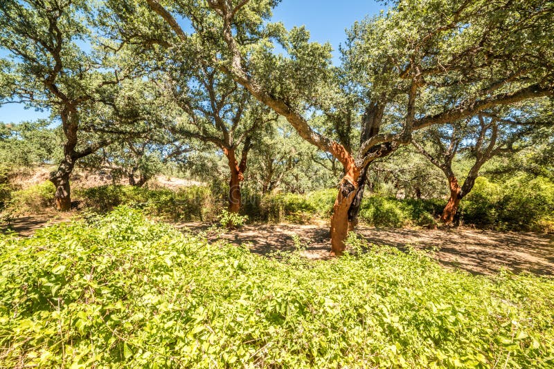 Forest of cork trees stock image. Image of scene, natural - 150100329