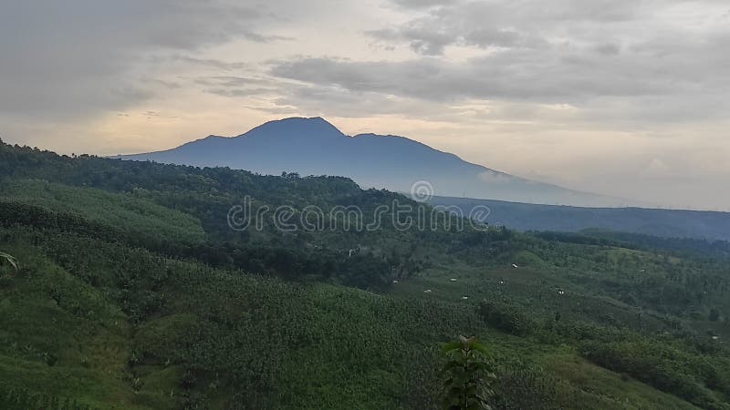Forest Corn Garden and Jati Garden Stock Photo - Image of corn, garden ...