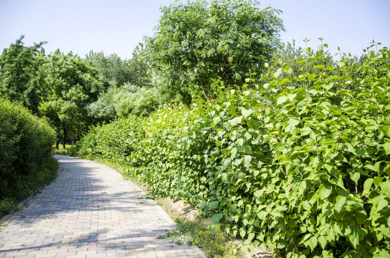 Forest Corridor Building the Three-Country Cairn on the Border between ...