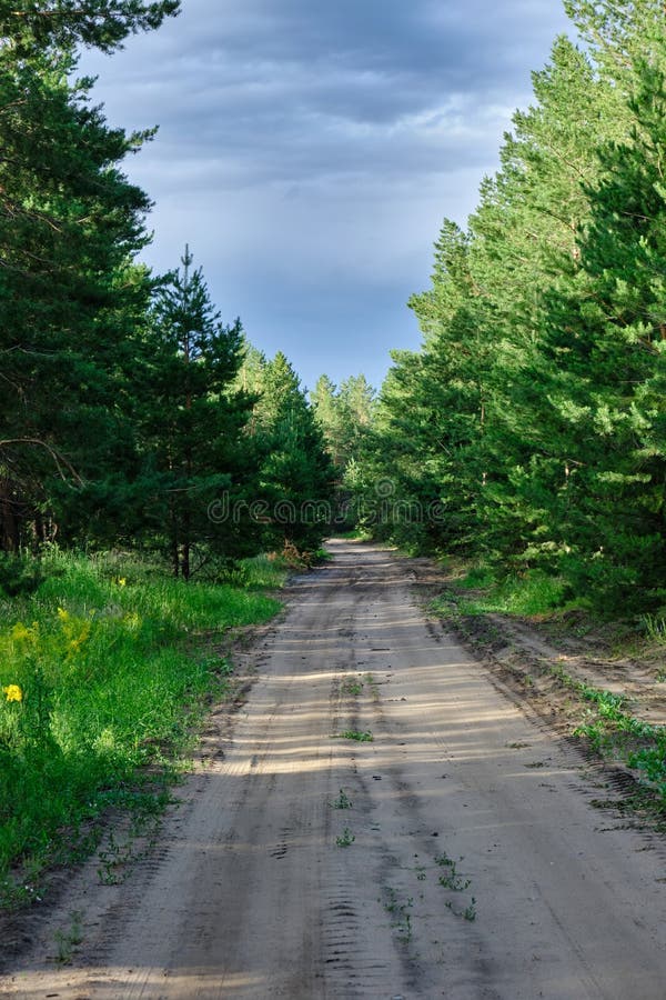 Forest Country Road, Dirt Road Going Deep into Forest Stock Image ...