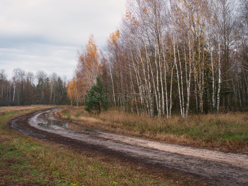 Forest Country Road in the Shade of Large Trees Stock Image - Image of ...