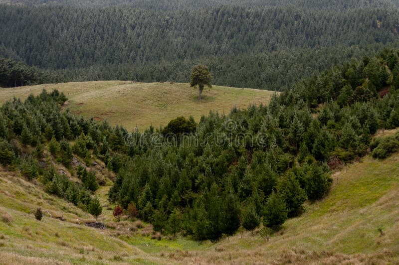 Forest in countryside stock image. Image of hilly, forested - 31302233
