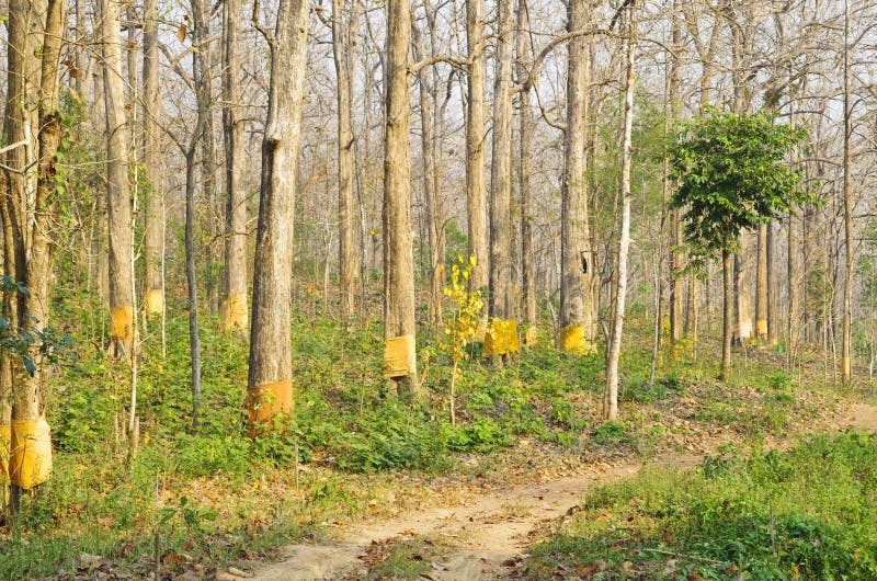 Forest cover stock image. Image of conservation, outside - 68472075