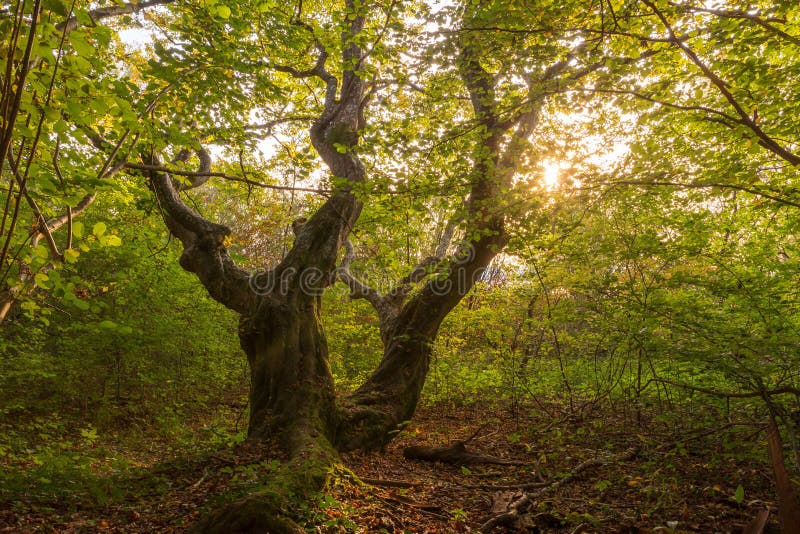 Forest Covered in Bushes and Trees Under the Sunlight - Perfect for ...