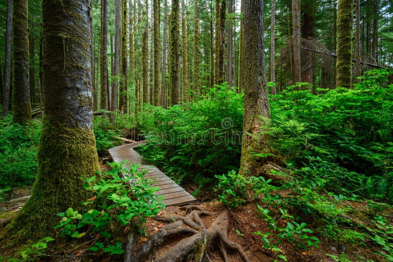 Forest Covered in Greenery Under the Sunlight in Port Renfrew ...