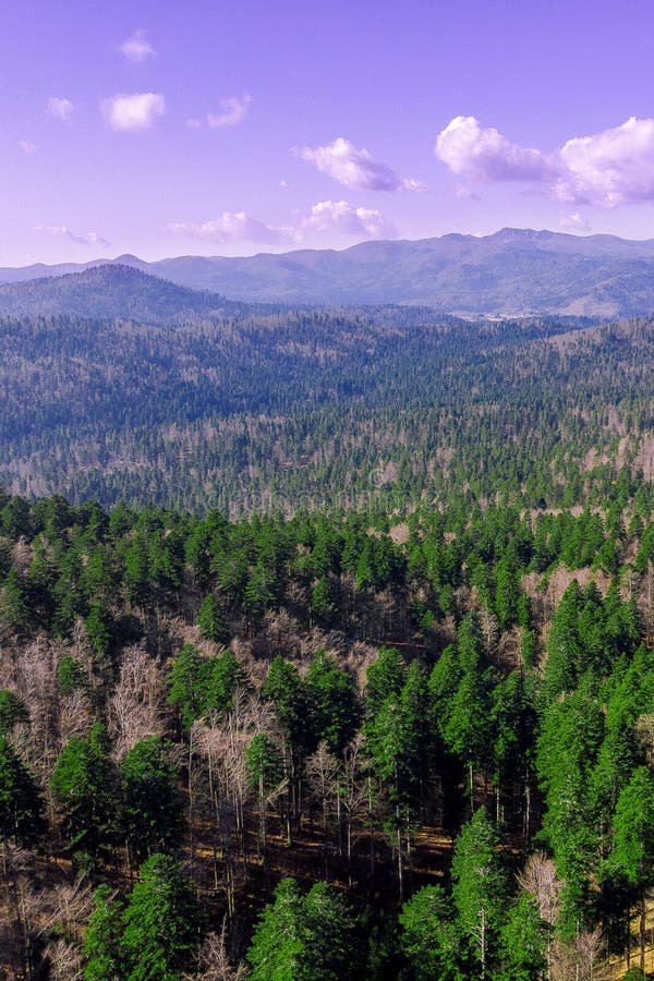 Forest covered hills stock image. Image of spruce, covered - 193233329