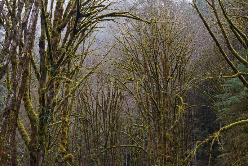 Forest covered in moss II stock photo. Image of trees - 50804062