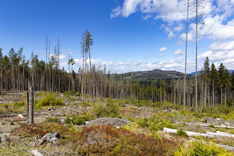 Forest-covered Mountains. Sumava National Park, Czech Republic Stock ...
