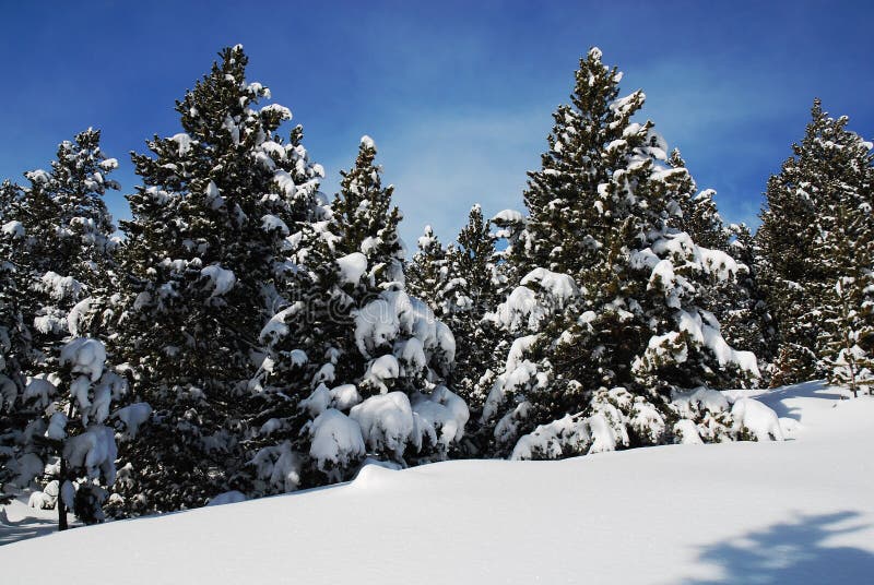 Forest Covered in Snow in Winter Stock Photo - Image of outdoor, nature ...