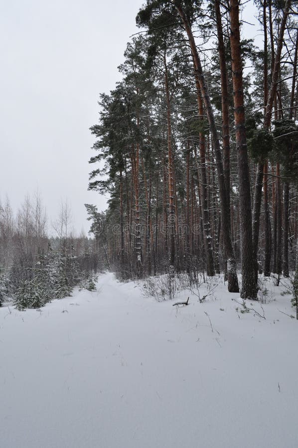 A Forest Covered with White Pure Snow Stock Photo - Image of nature ...