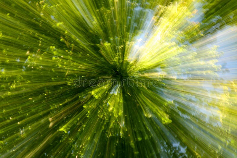 Forest crash zoom stock photo. Image of environmental - 10936188