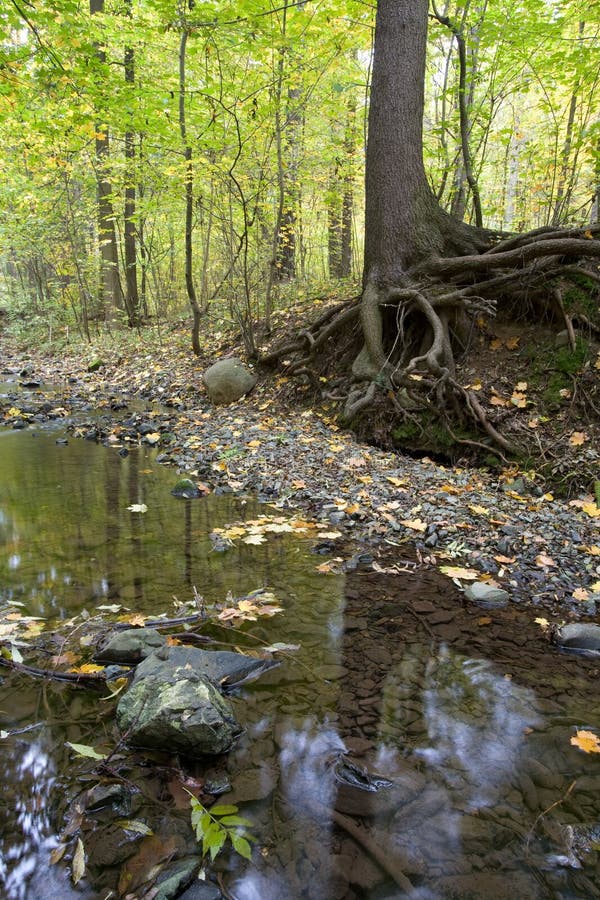 Forest Creek Picture. Image: 4454119