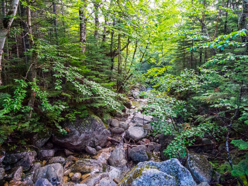 Forest Creek Flowing through Dense Woods Stock Image - Image of rocky ...