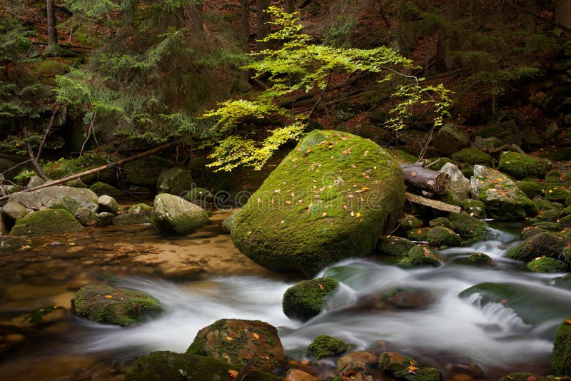 Forest Stream Scenery stock photo. Image of footpath - 16630298