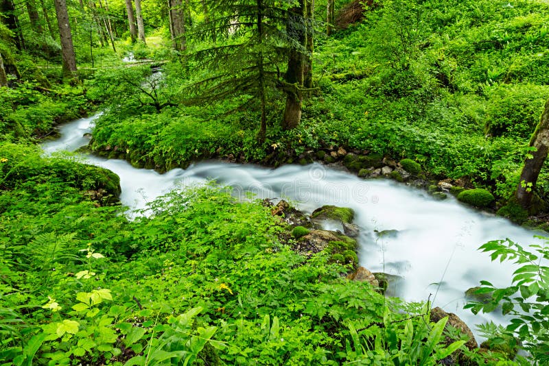 Forest creek stock photo. Image of environment, peaceful - 73697706