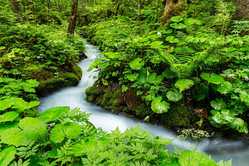 Forest creek stock photo. Image of rocks, rock, nature - 73698820