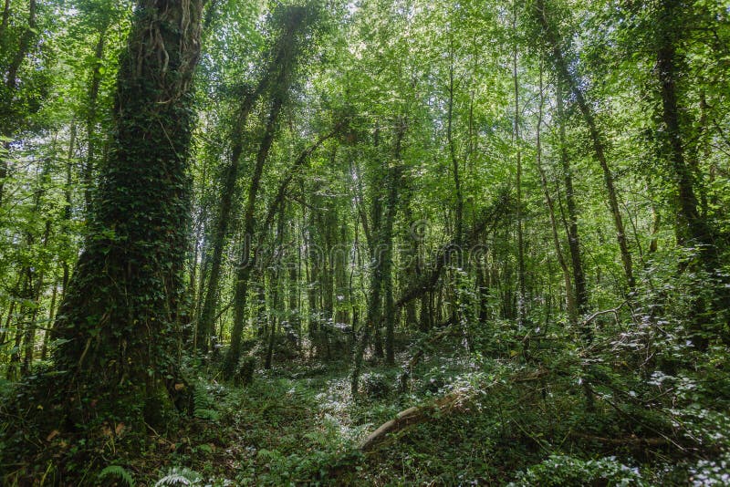 Forest Tress Vegetation stock image. Image of covering - 29156233
