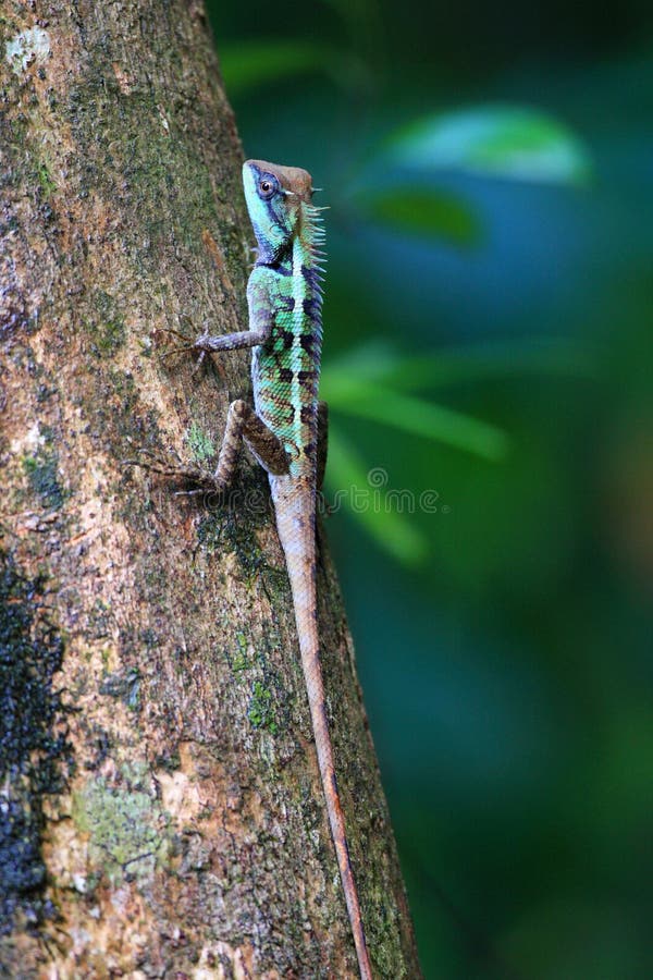 Forest Crested Lizard foto de stock. Imagem de brilhante - 40548506