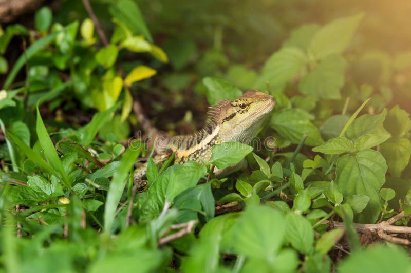 Forest Crested Lizard, Animale: Rettili Fotografia Stock - Immagine di ...
