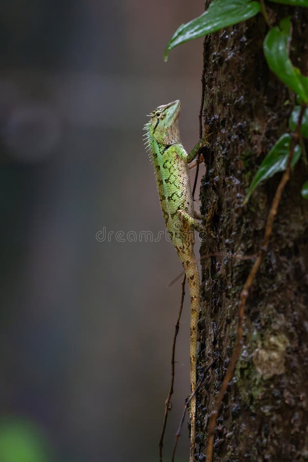 Forest Crested Lizard Climbing on the Tree. Stock Photo - Image of ...