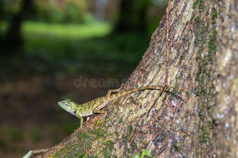 Forest Crested Lizard Climbing on the Tree. Stock Photo - Image of ...
