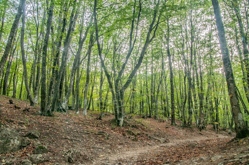 Forest in the Crimean Mountains, Russia Stock Image - Image of forest ...