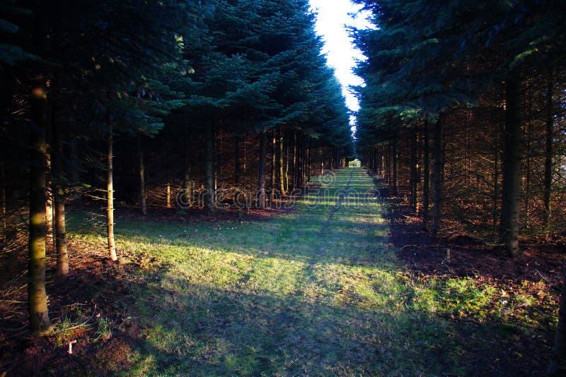 Forest cross in the sun stock photo. Image of trees, christmas - 80102100