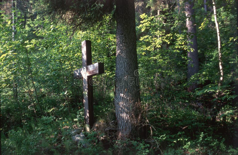 Forest cross stock image. Image of woods, leaves, tree - 161280035