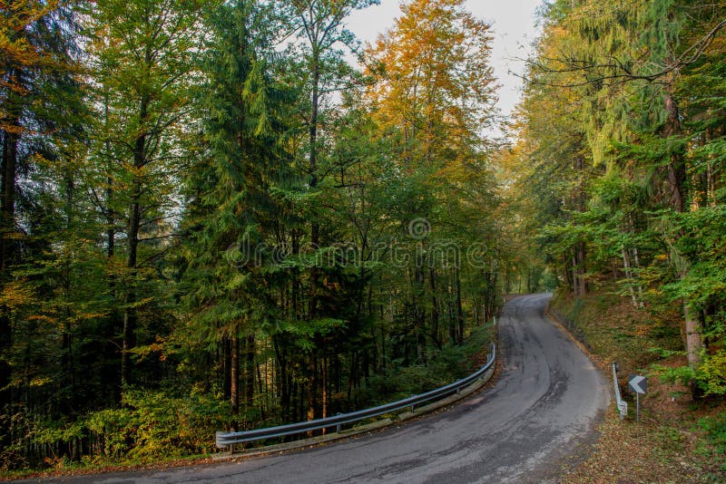Road in the woods stock photo. Image of journey, beautiful - 128791242