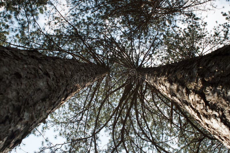 Forest, the Crown of Tree, Trunks of Trees Heavenward into the S Stock ...