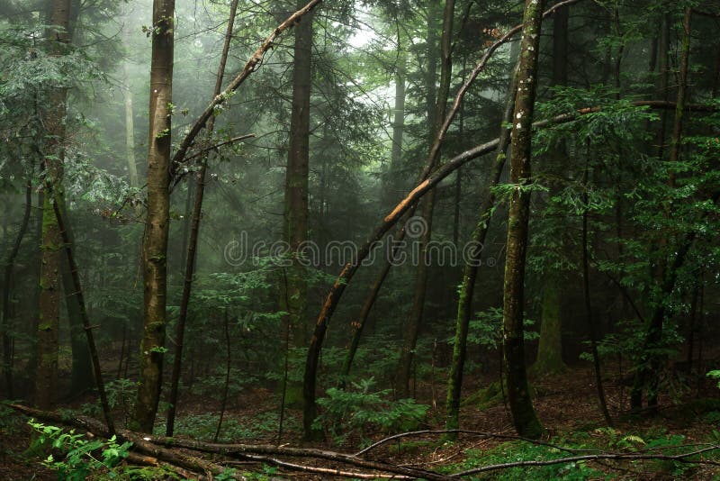 Forest , a curved tree stock photo. Image of woodland - 63832106