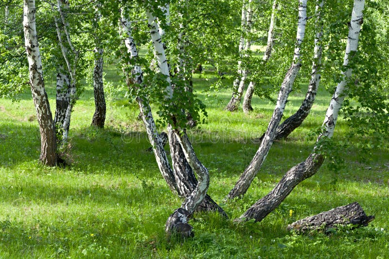 Forest with curved trees stock image. Image of season - 16892671