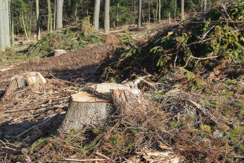 Forest Cut Trees Logging, Pine Spruce Branches Cut Down Pile Stock ...