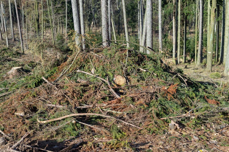Forest Cut Trees Logging, Pine Spruce Branches Cut Down Pile Stock ...